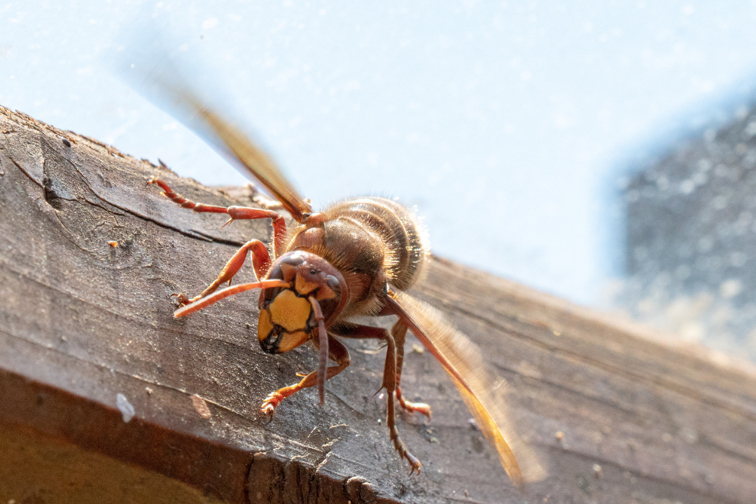 Blog - Habitat Inspections